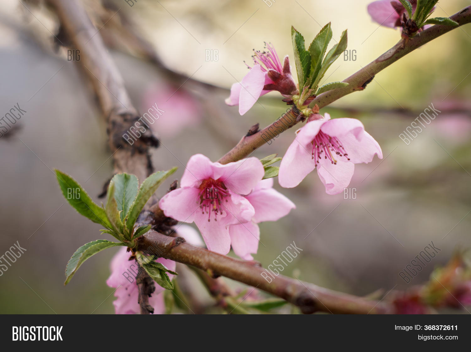 Pink Flower Peach Tree Image & Photo (Free Trial) | Bigstock
