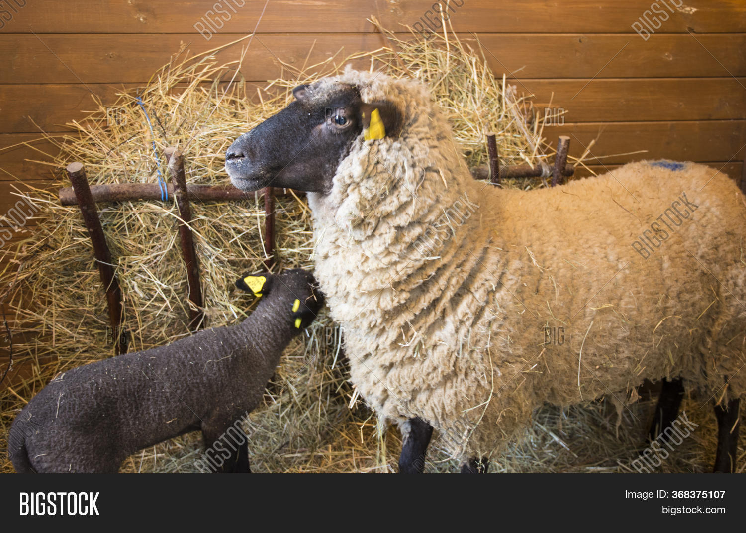 Sheep Lamb Standing Image & Photo (Free Trial) | Bigstock