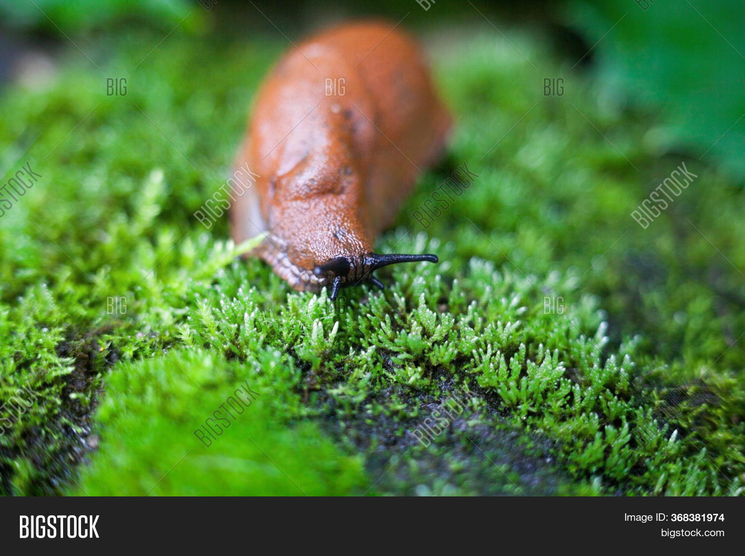 Land Slug On Green Image & Photo (Free Trial) | Bigstock