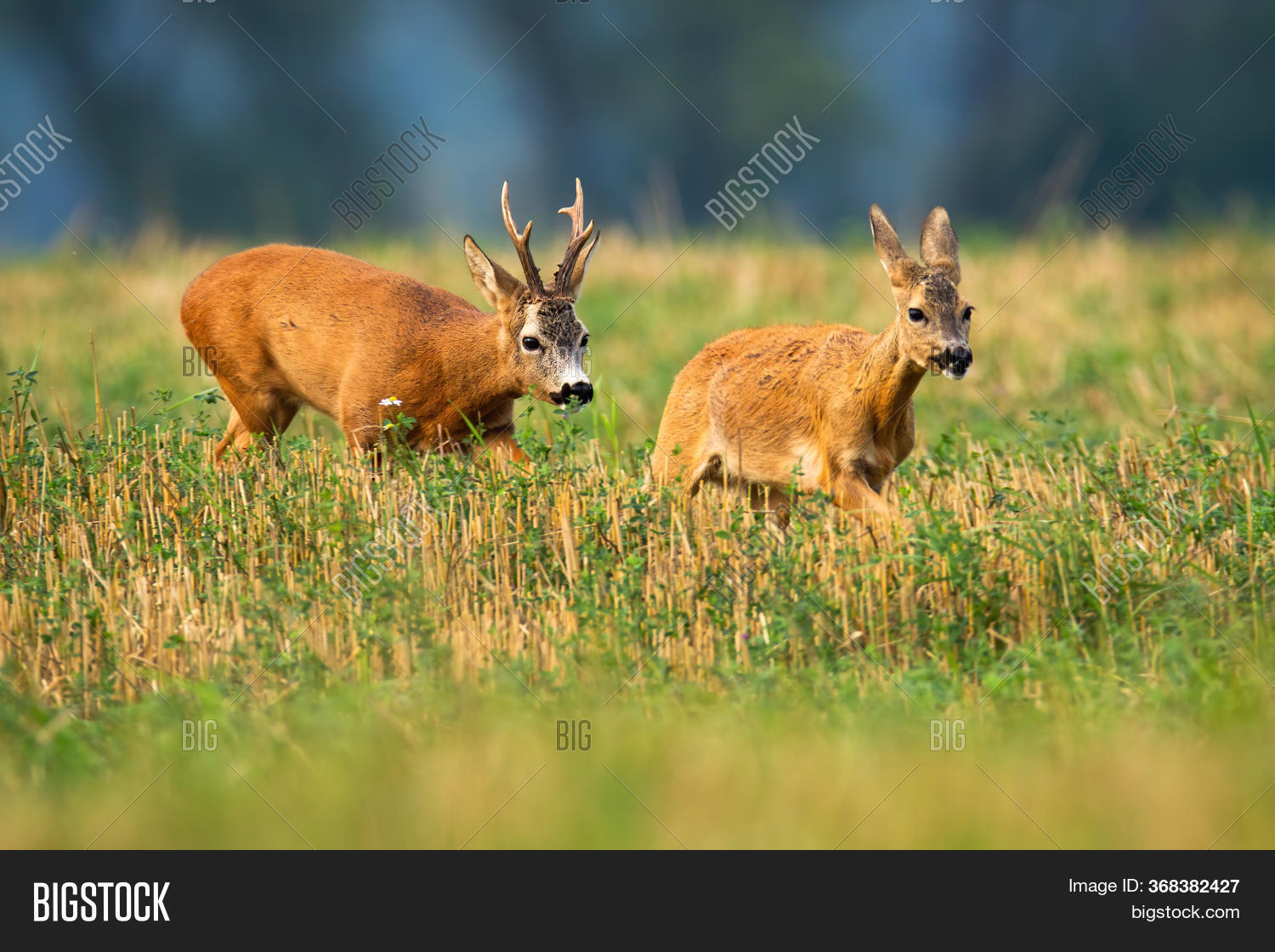 Roe Deer Buck Chasing Image & Photo (Free Trial) | Bigstock