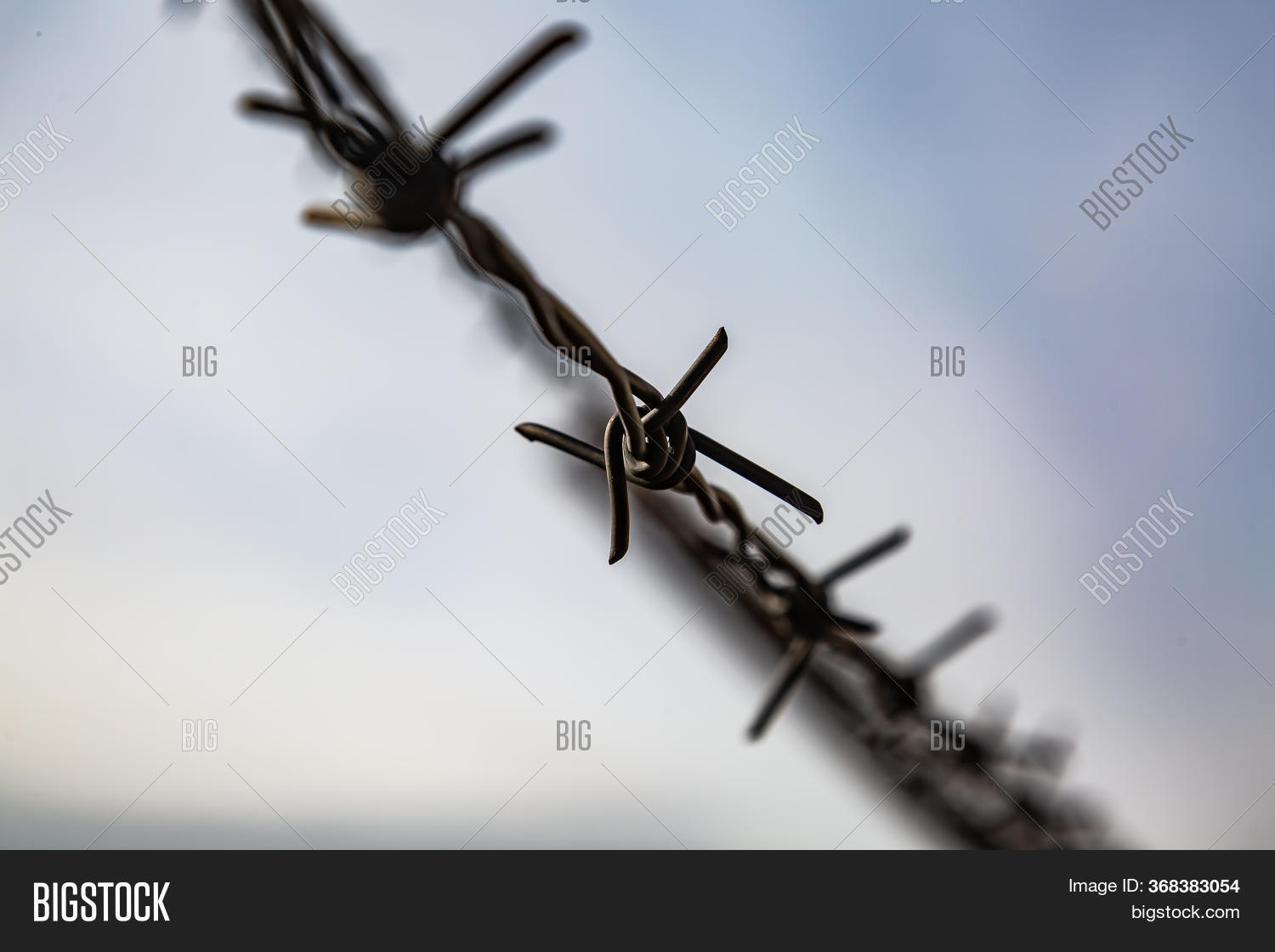 Thorn On Barbed Wire Image & Photo (Free Trial) | Bigstock