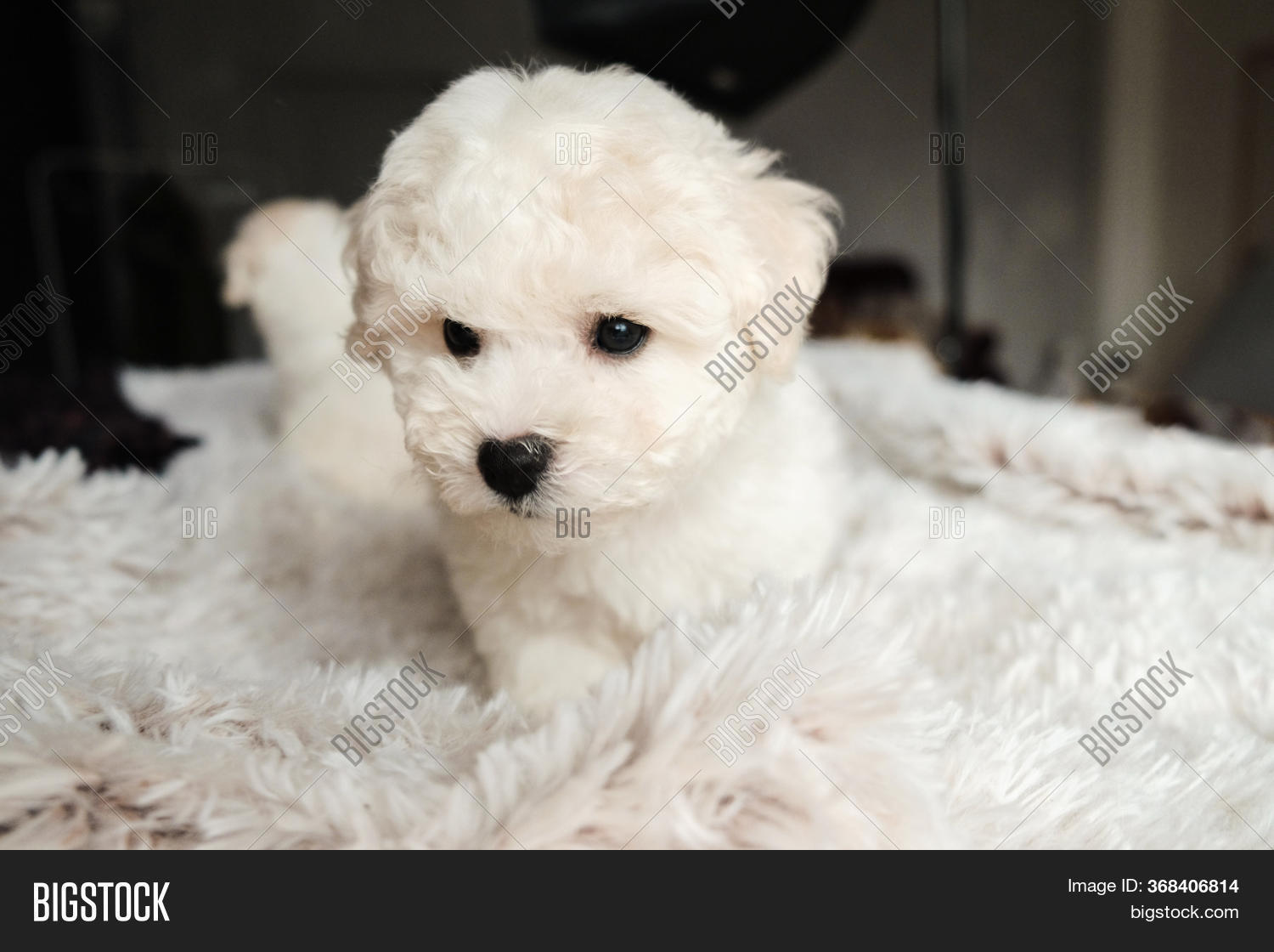 White Bichon Frise Image & Photo (Free Trial) | Bigstock