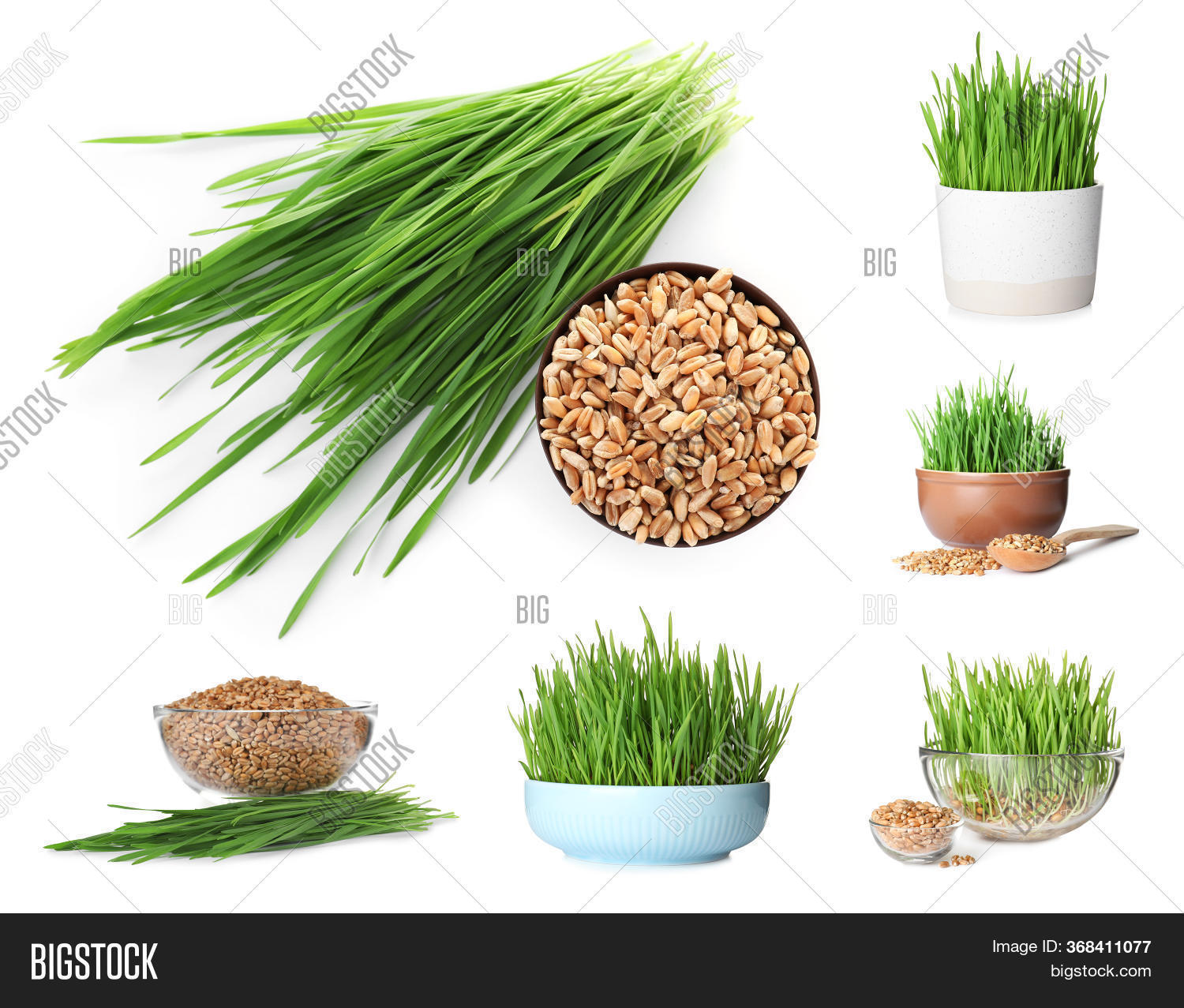 Set Fresh Wheat Grass Image & Photo (Free Trial) | Bigstock