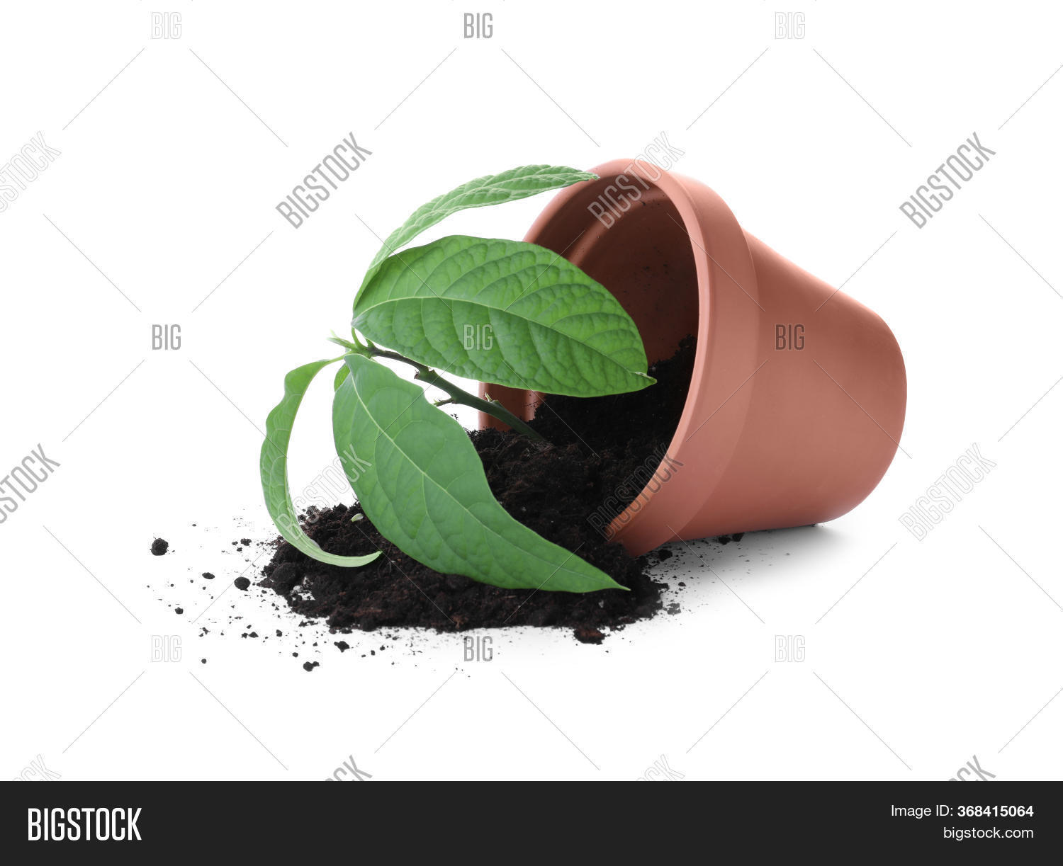Fallen Terracotta Pot Image & Photo (Free Trial) | Bigstock