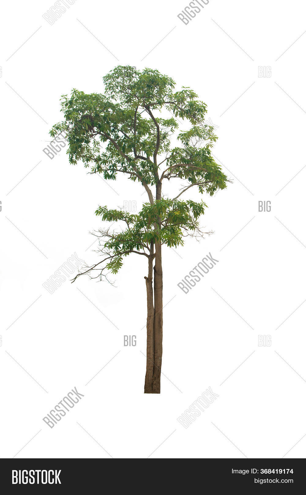 Green Tree On Isolated Image & Photo (Free Trial) | Bigstock
