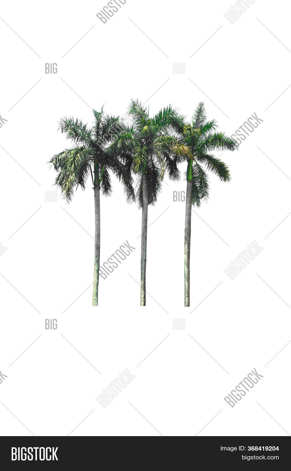 Group Palm Trees On Image & Photo (Free Trial) | Bigstock