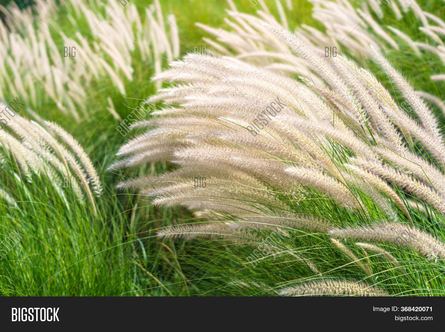 Imperata Cylindrica Image & Photo (Free Trial) | Bigstock