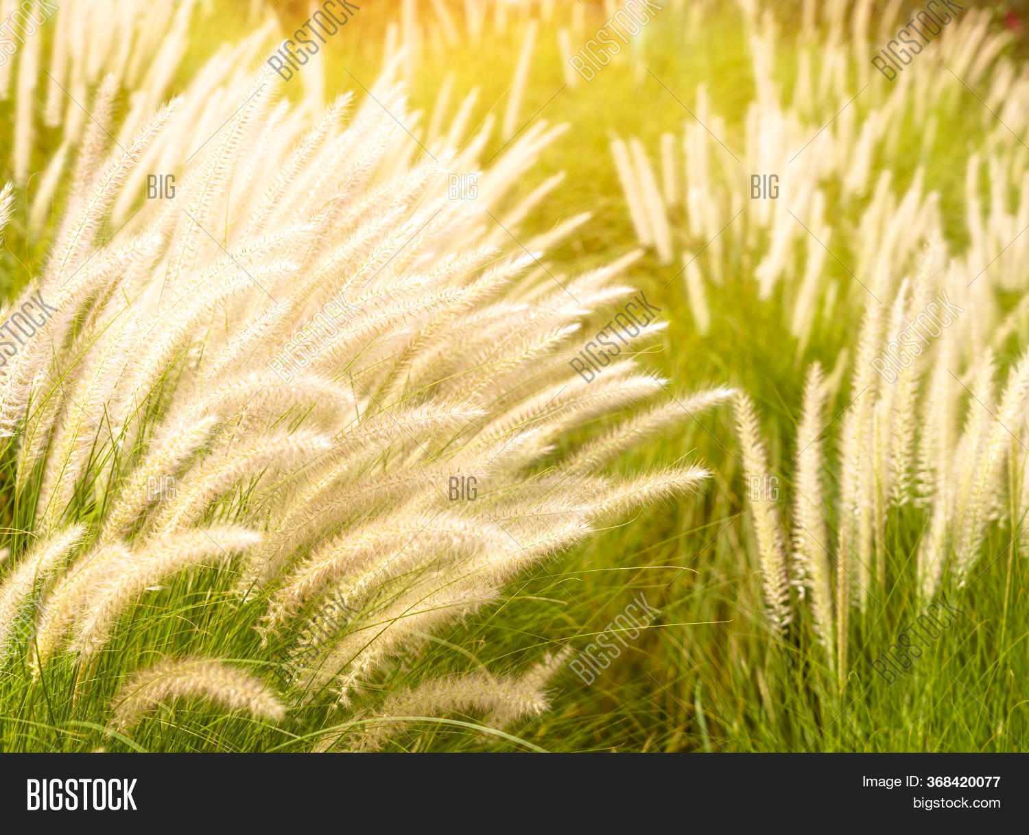 Imperata Cylindrica Image & Photo (Free Trial) | Bigstock