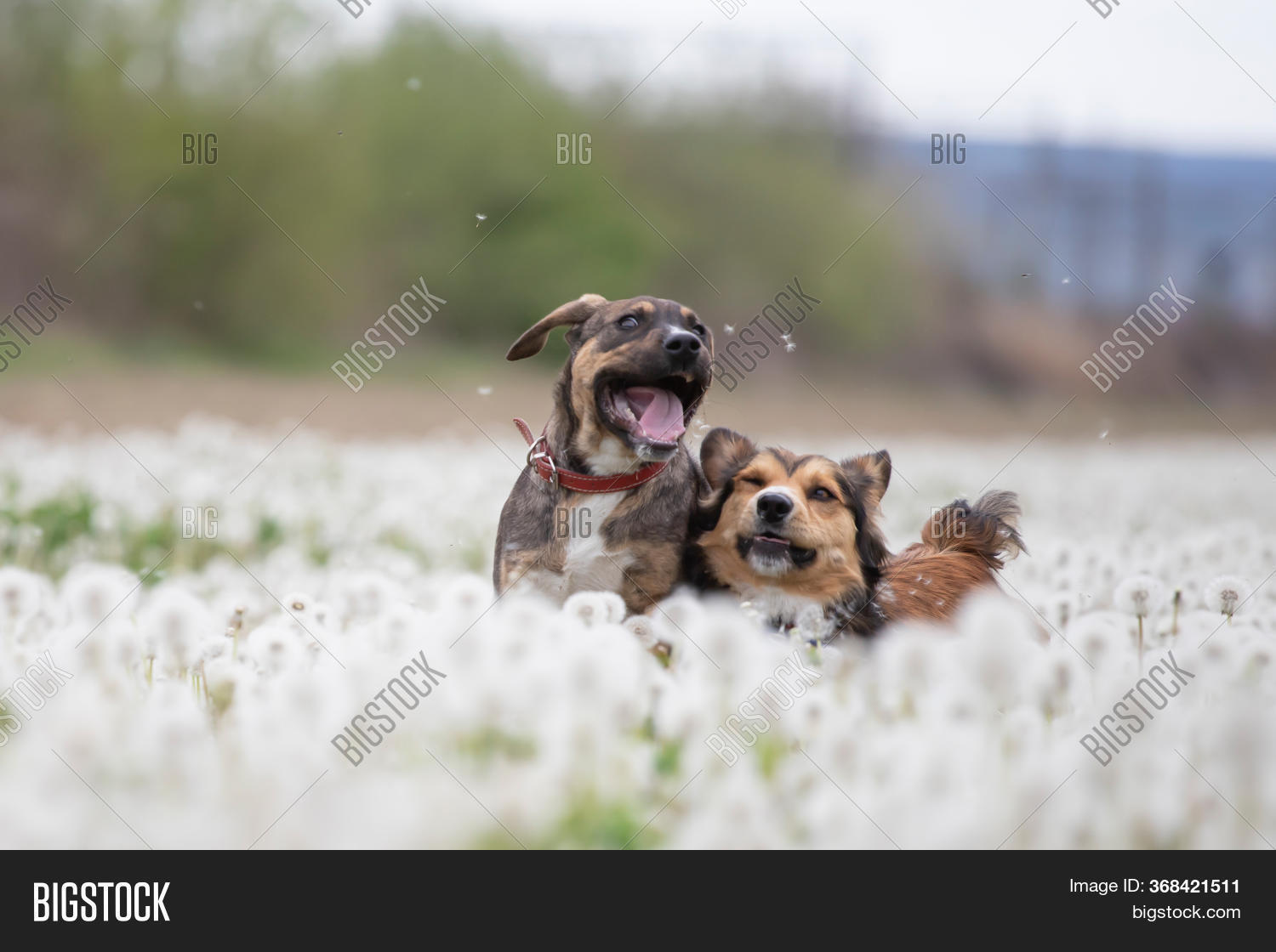 Two Cute, Happy Dogs Image & Photo (Free Trial) | Bigstock