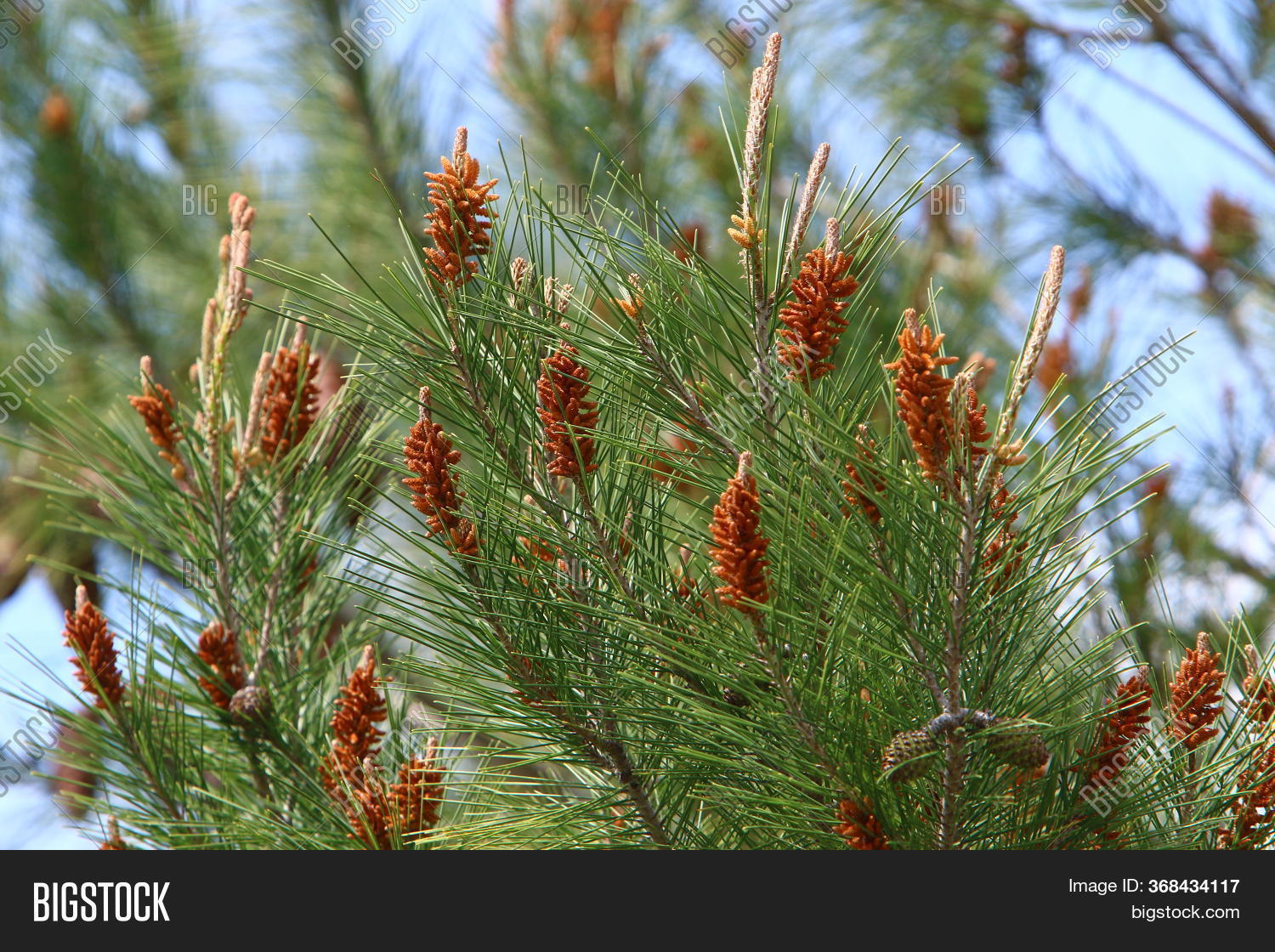 Evergreen Pine Young Image & Photo (Free Trial) | Bigstock