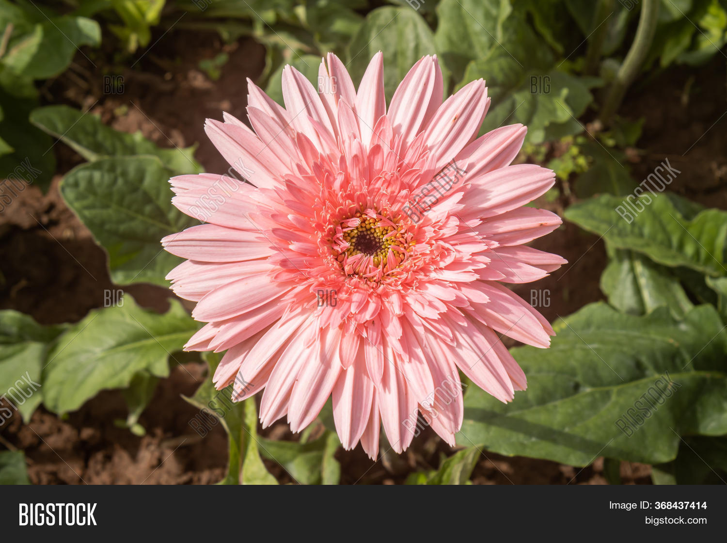 Pink Gerbera Daisy Image & Photo (Free Trial) | Bigstock