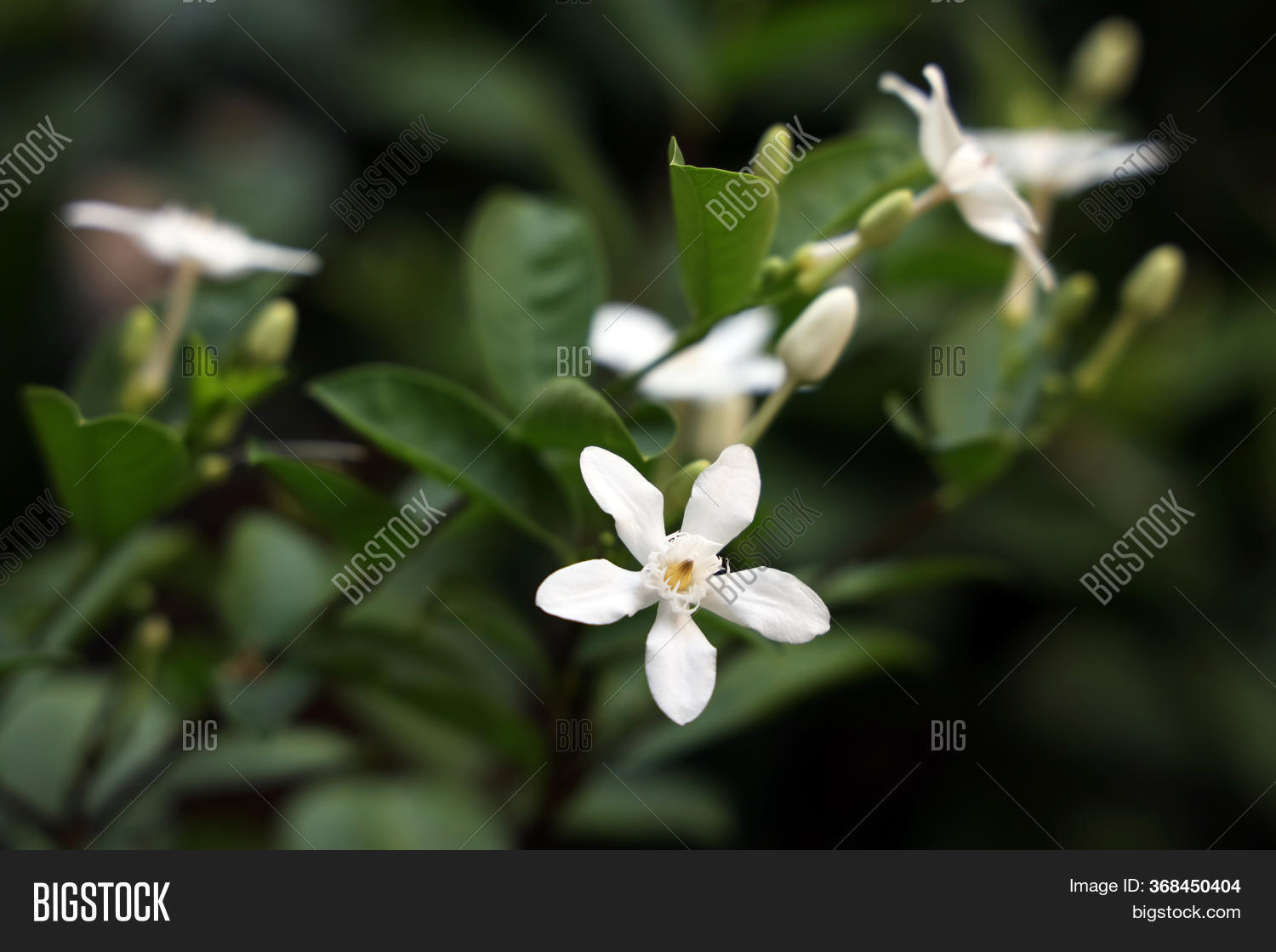 Cape Jasmine (garden Image & Photo (Free Trial) | Bigstock