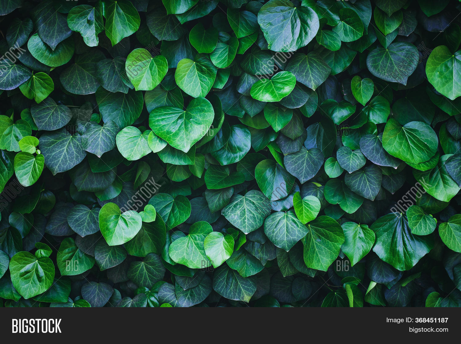 Abstract Ivy Green Image & Photo (Free Trial) | Bigstock
