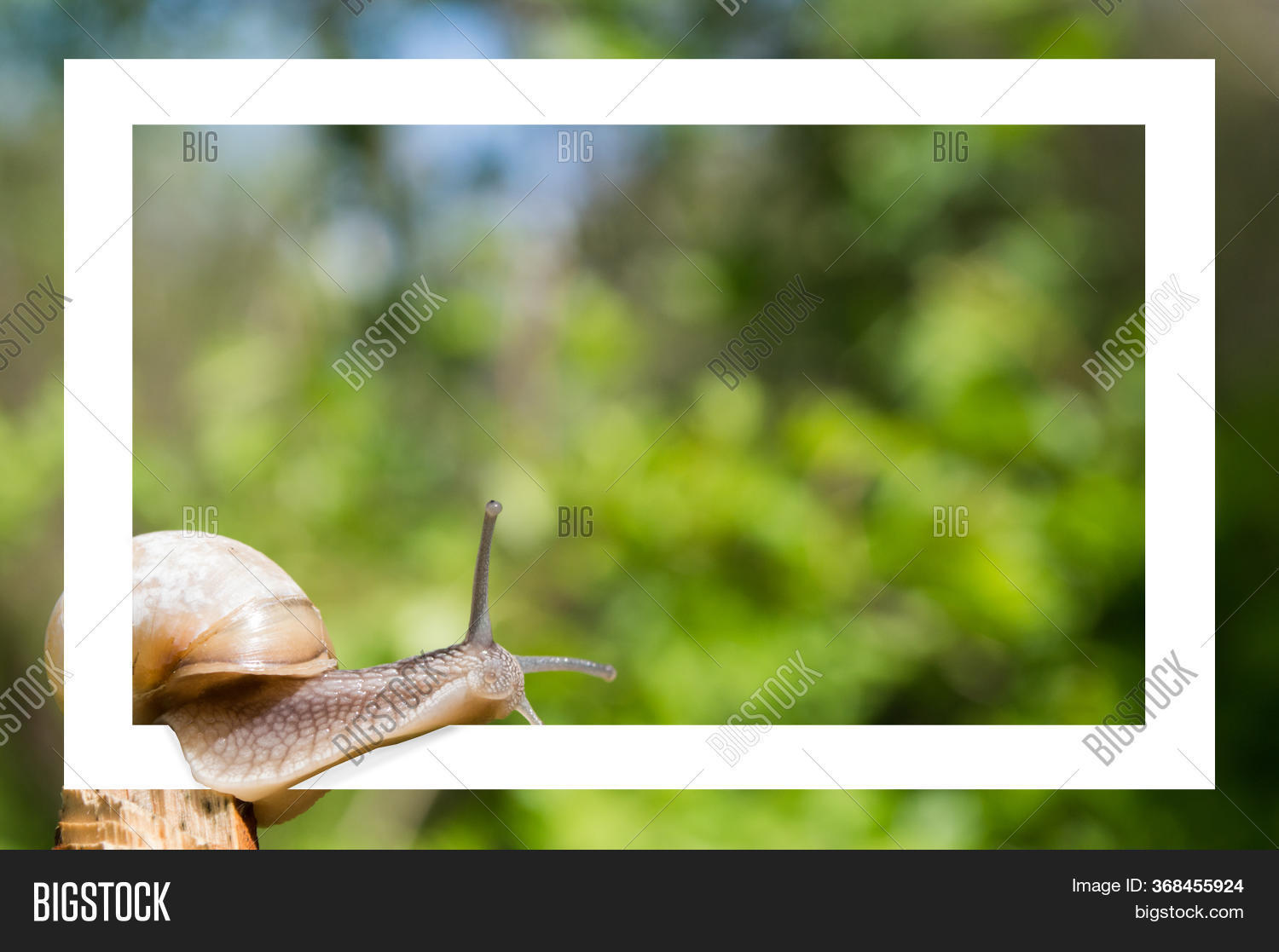 Little Snail Sun. Image & Photo (Free Trial) | Bigstock