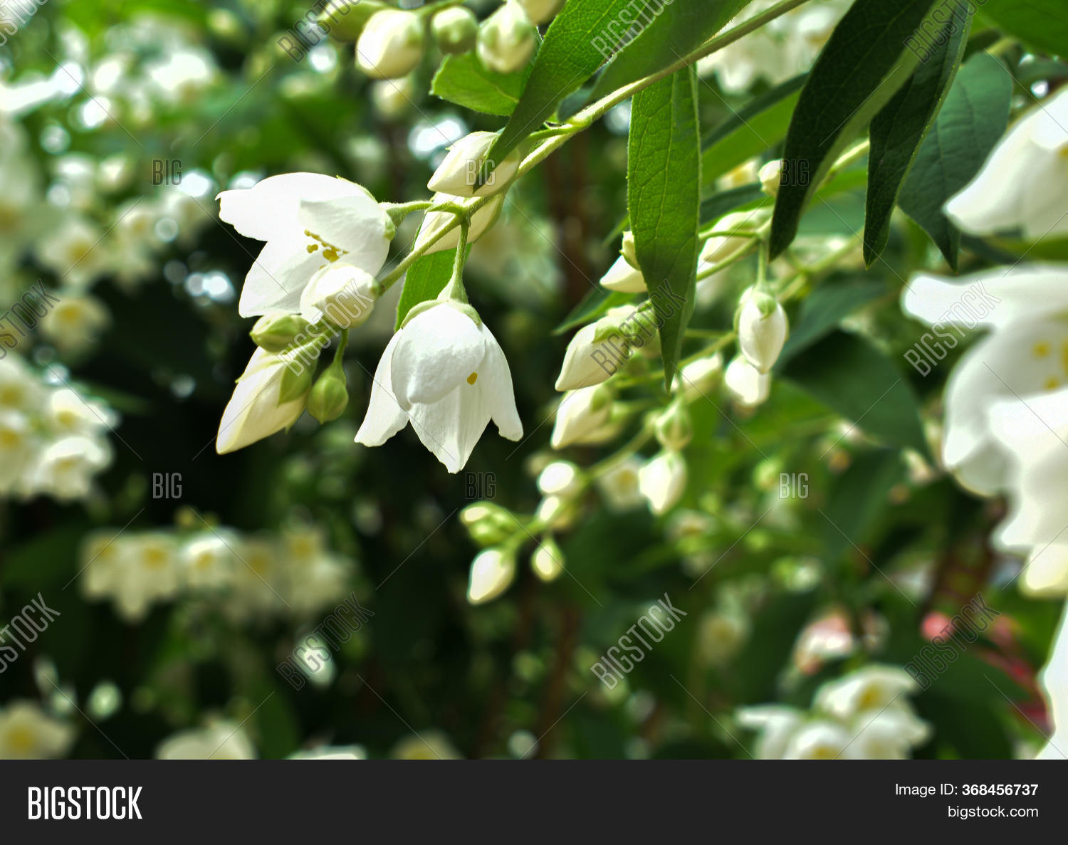 Close Jasmine Flowers Image & Photo (Free Trial) | Bigstock