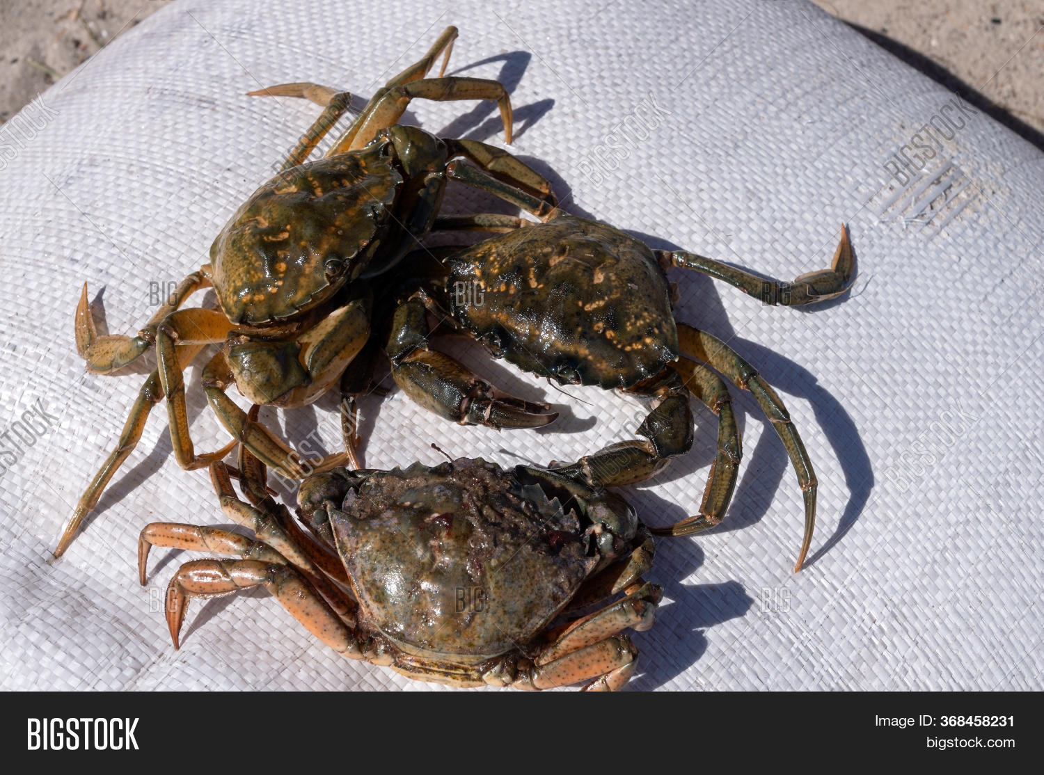 Group Three Living Image & Photo (Free Trial) | Bigstock