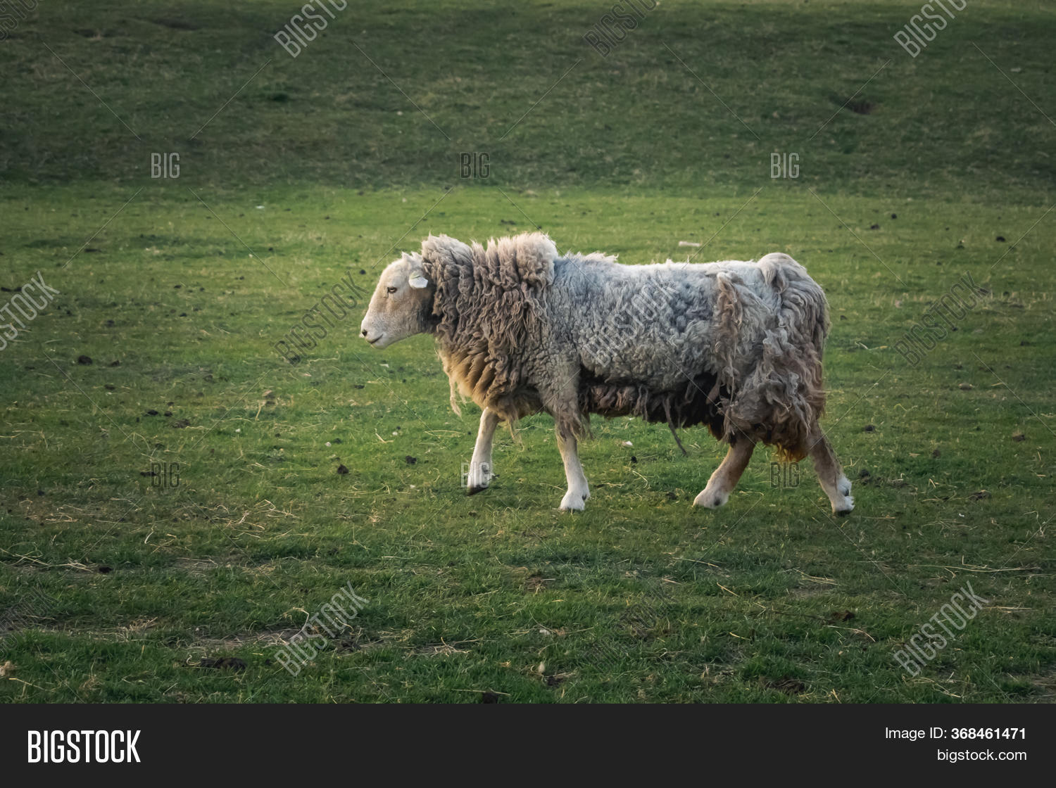 Old Furry Sheep Fields Image & Photo (Free Trial) | Bigstock
