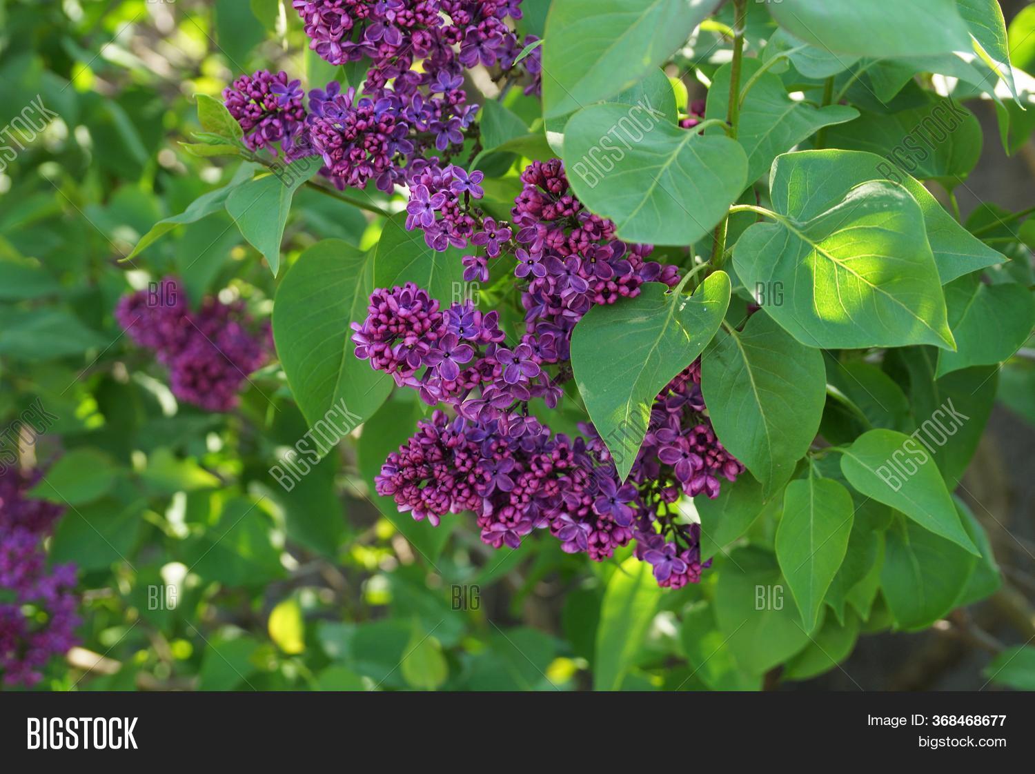 Small Red Lilac Image & Photo (Free Trial) | Bigstock