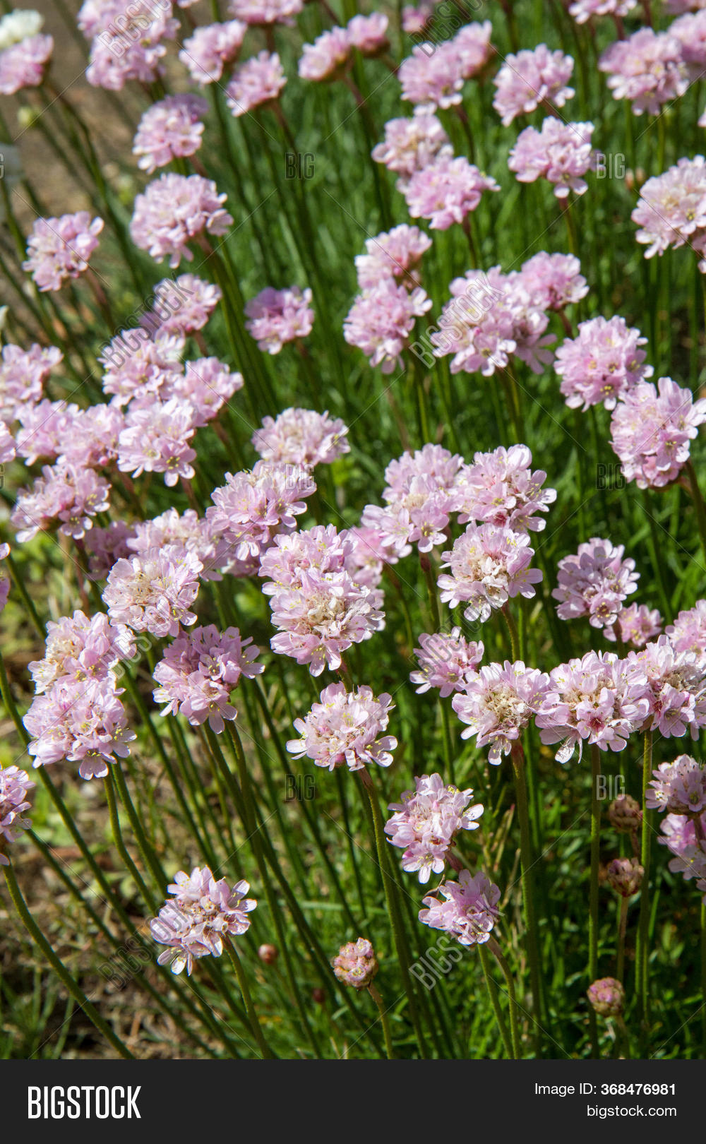 Sea Thrift (armeria Image & Photo (Free Trial) | Bigstock