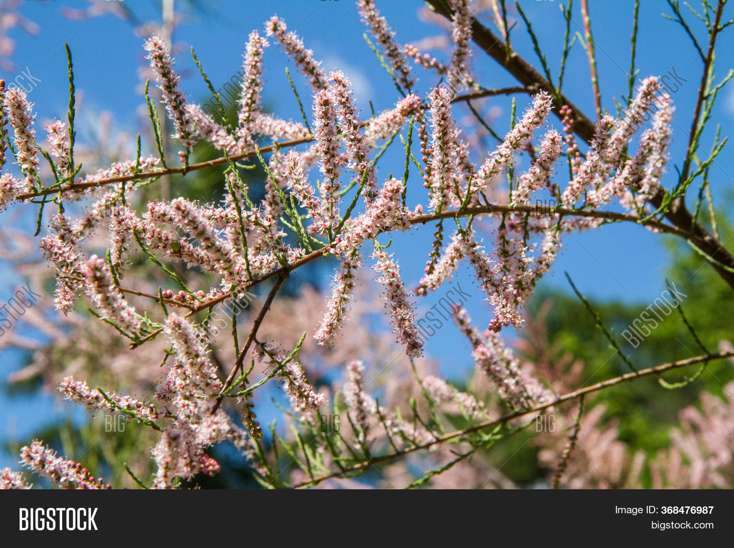 Tamarisk (tamarix) Image & Photo (Free Trial) | Bigstock