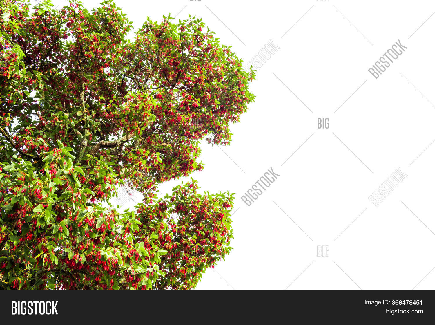 Hairy Keruing Tree Image & Photo (Free Trial) | Bigstock