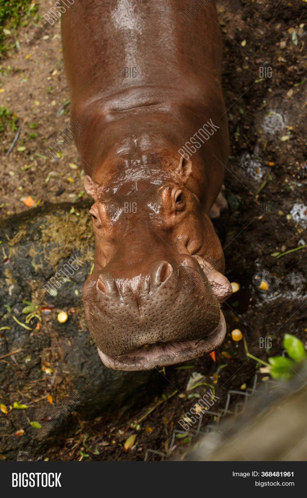 Hippo Looks Frame Image & Photo (Free Trial) | Bigstock