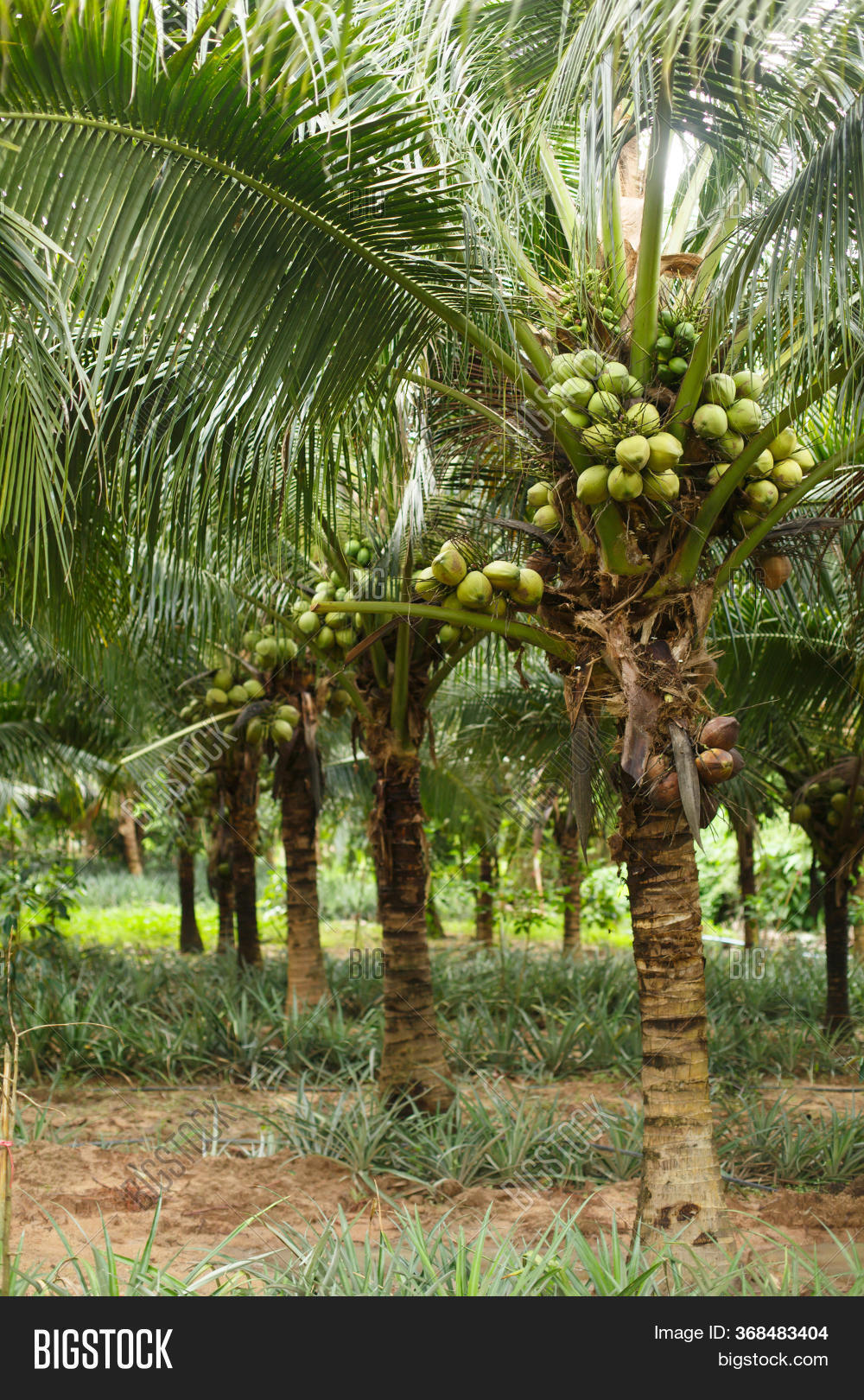 Coconut Plantation Image & Photo (Free Trial) | Bigstock