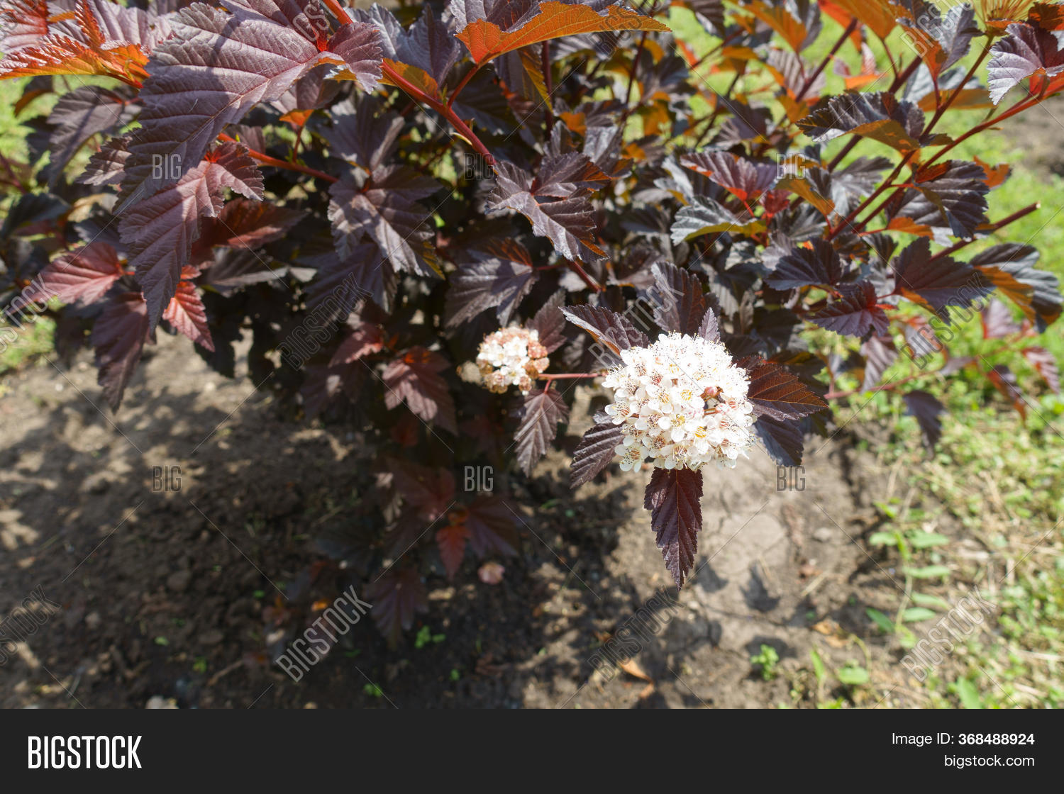 Corymbs White Flowers Image & Photo (Free Trial) | Bigstock