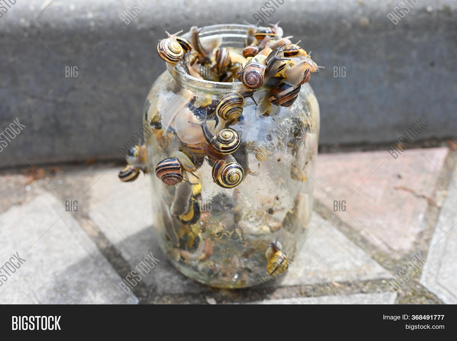 Snails Bank. Snails Image & Photo (Free Trial) | Bigstock