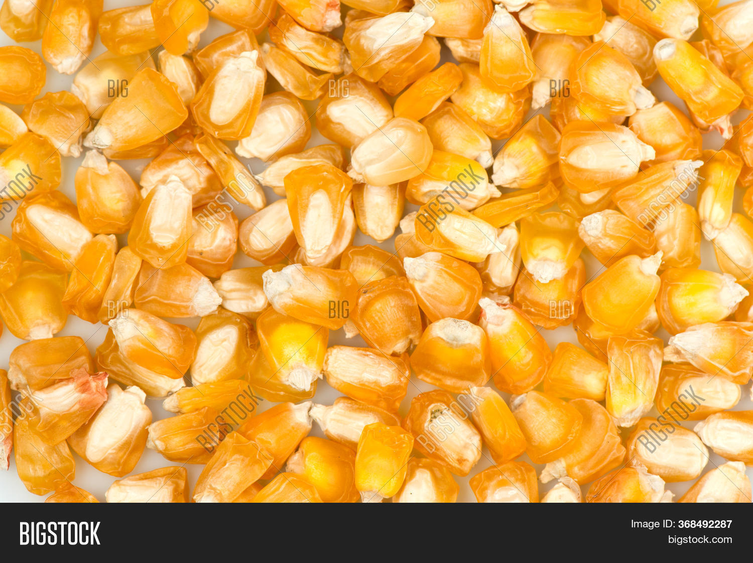 Corn Seeds Close-. Image & Photo (Free Trial) | Bigstock