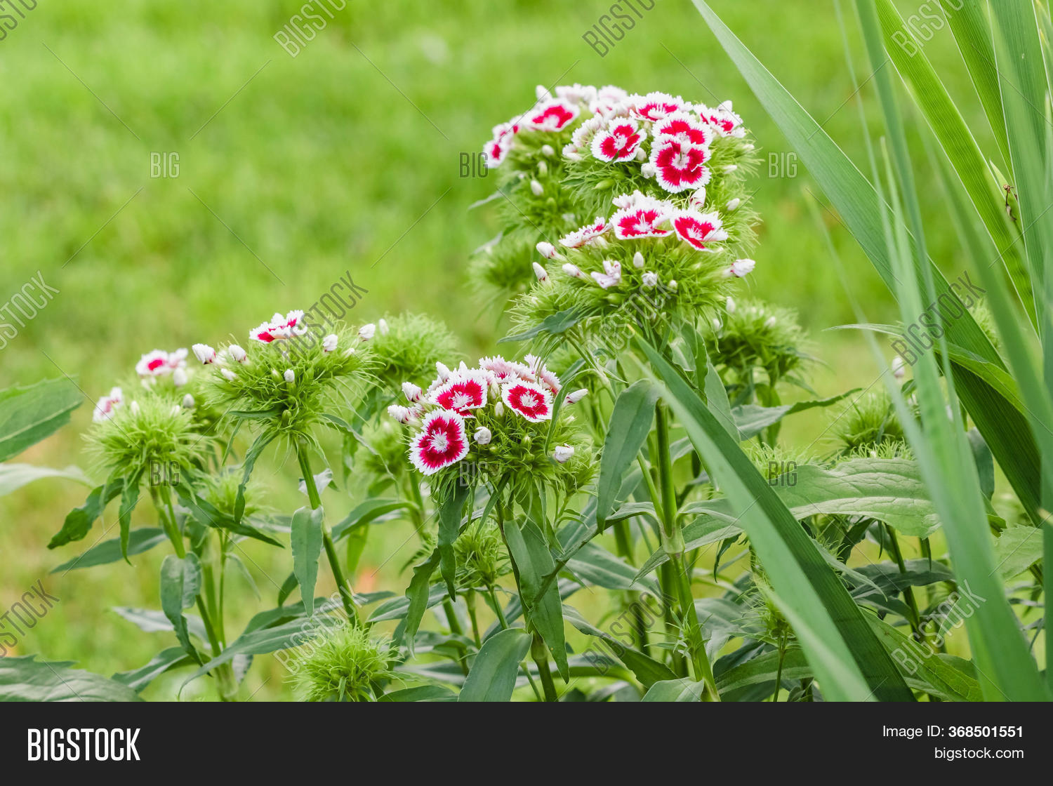 Several Sweet William Image & Photo (Free Trial) | Bigstock