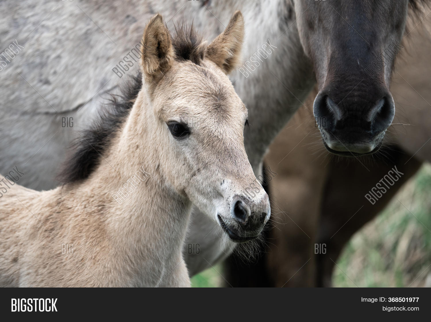 Cute Horse Foals