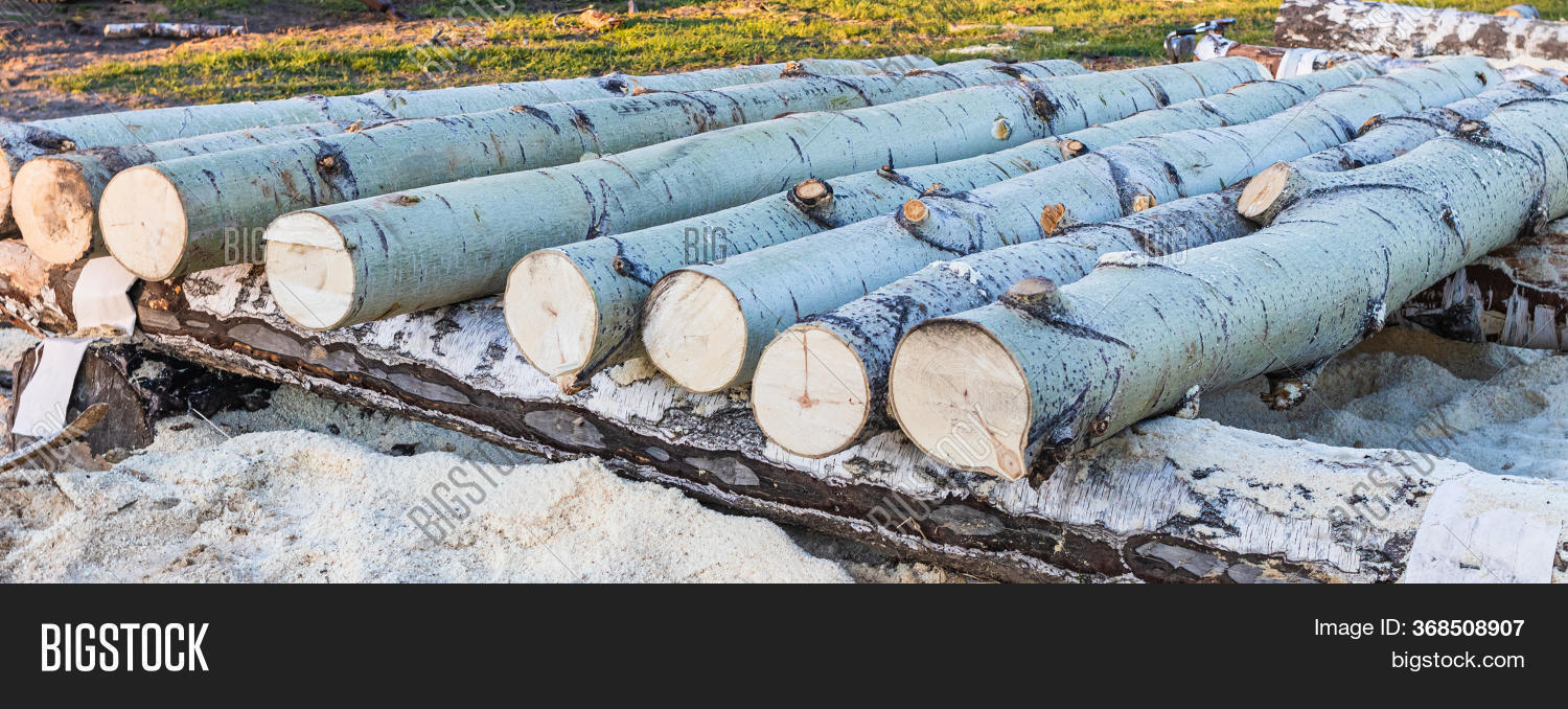 Freshly Sawn Aspen Image & Photo (Free Trial) | Bigstock