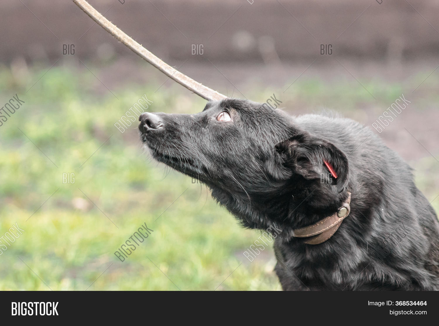 Black Mongrel Dog On Image & Photo (Free Trial) | Bigstock