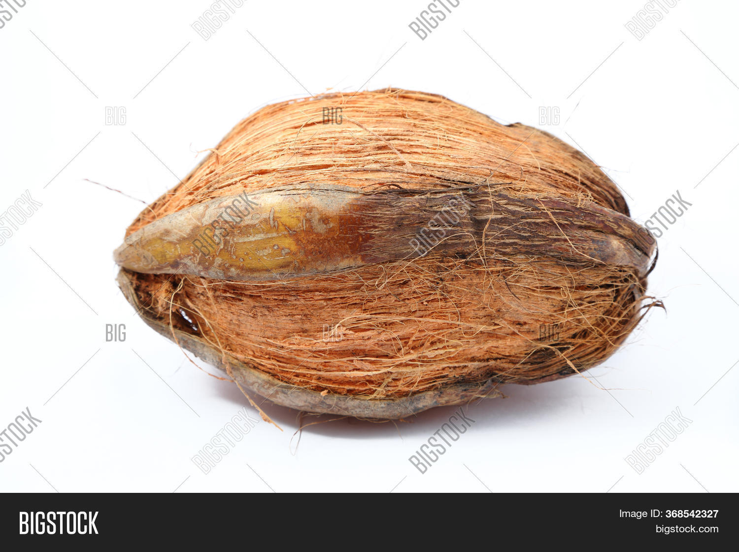 Dried Old Coconut Image & Photo (Free Trial) | Bigstock