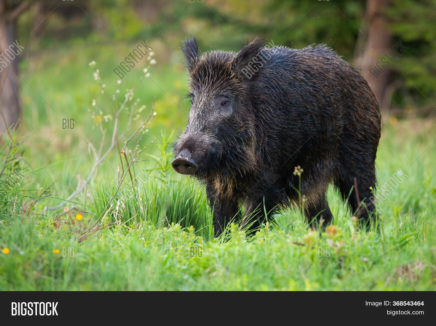 Adult Wild Boar Big Image & Photo (Free Trial) | Bigstock