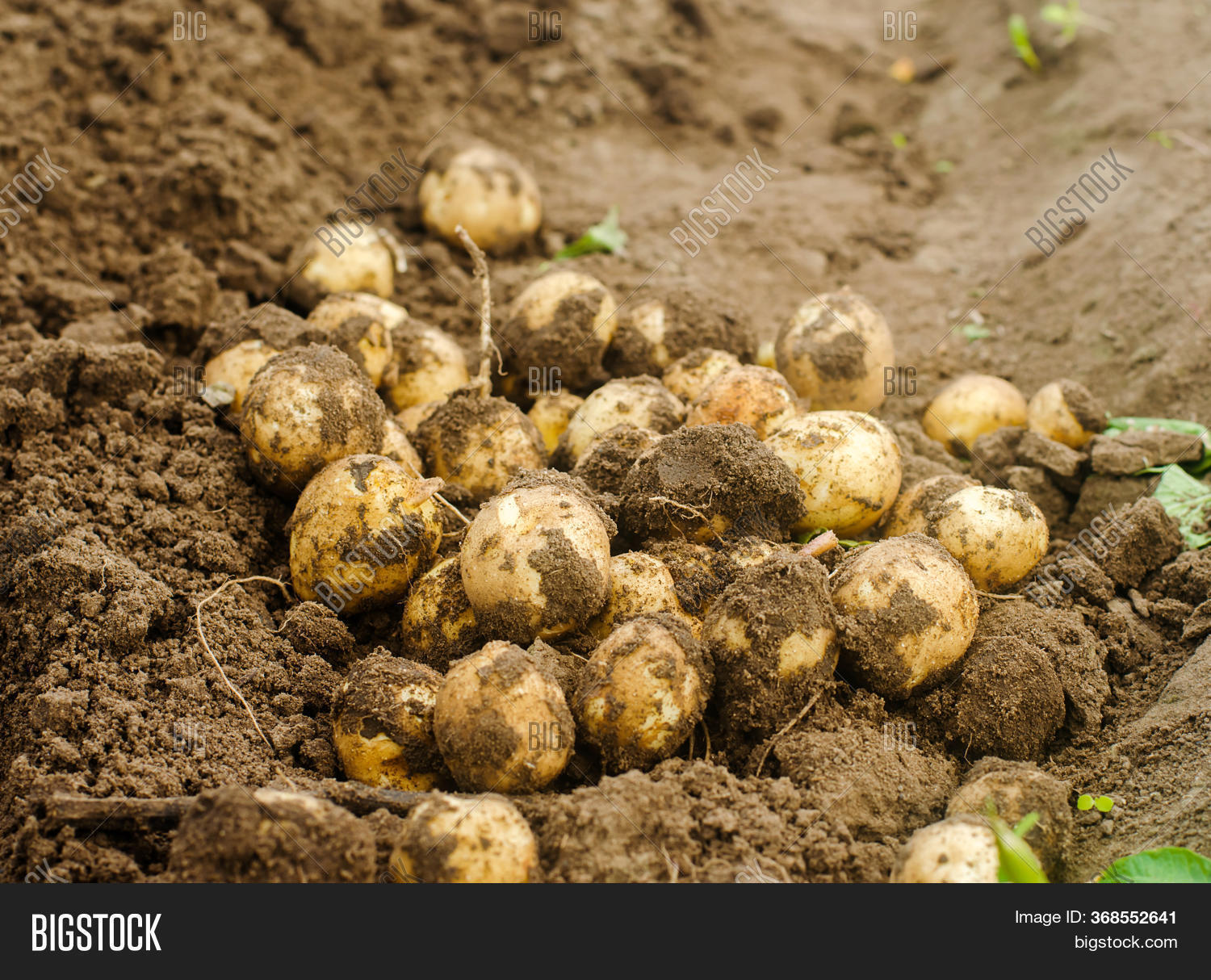 Freshly Picked Image & Photo (Free Trial) | Bigstock