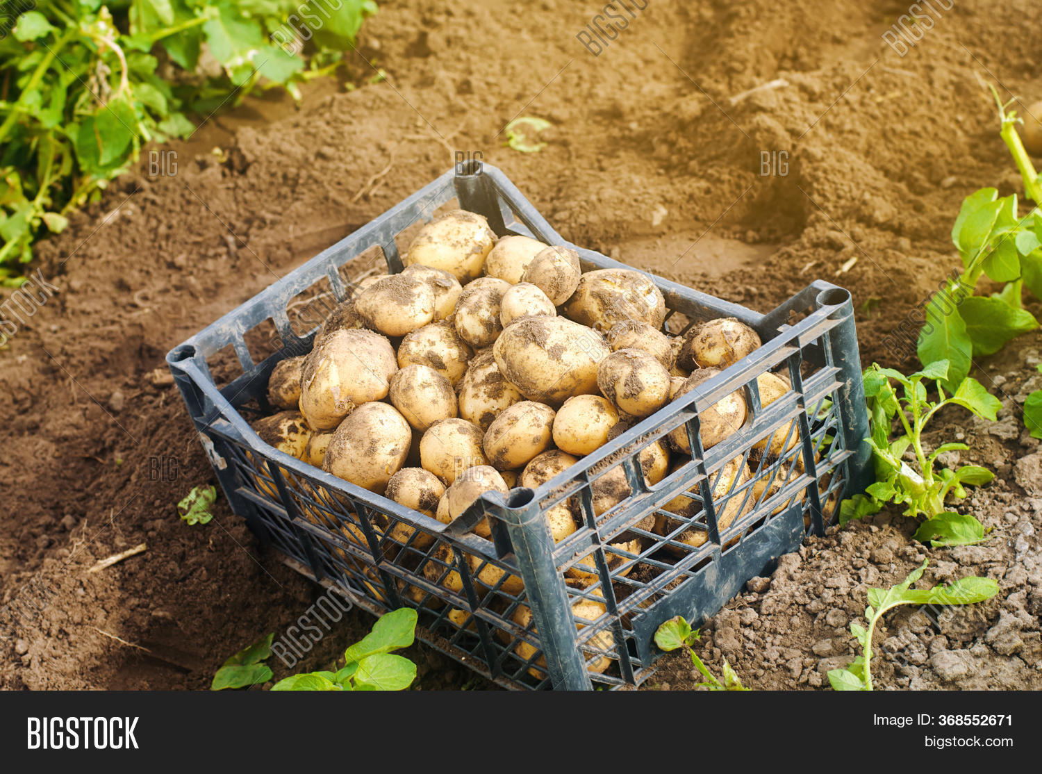 Box Freshly Picked Image & Photo (Free Trial) | Bigstock