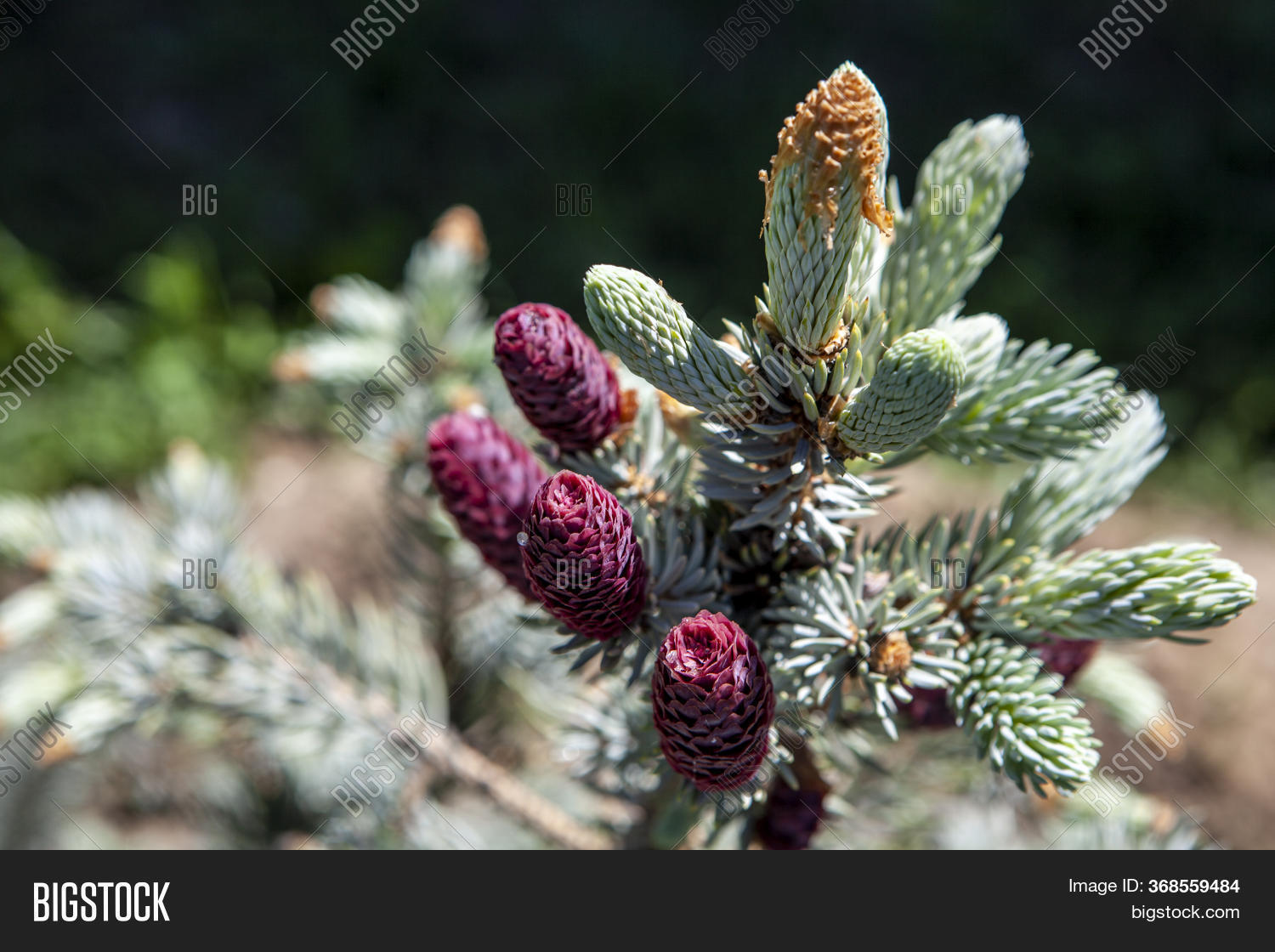 Image Fir Tree Forest Image & Photo (Free Trial) | Bigstock