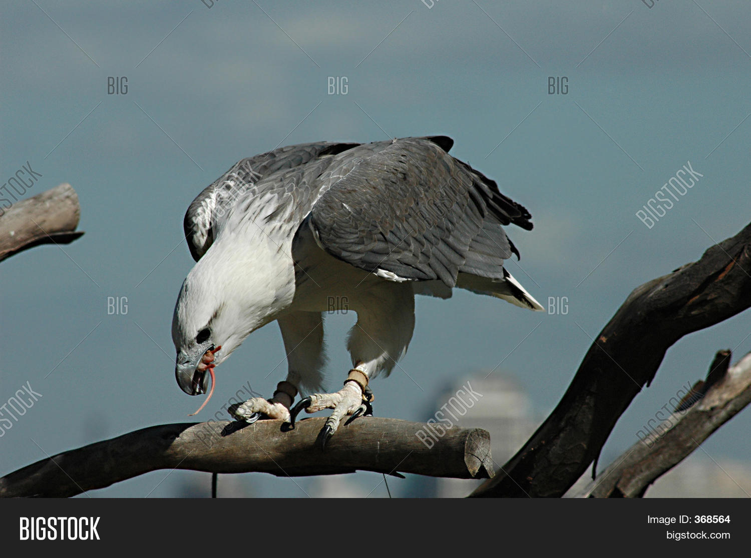 Eagle Prey Image & Photo (Free Trial) | Bigstock