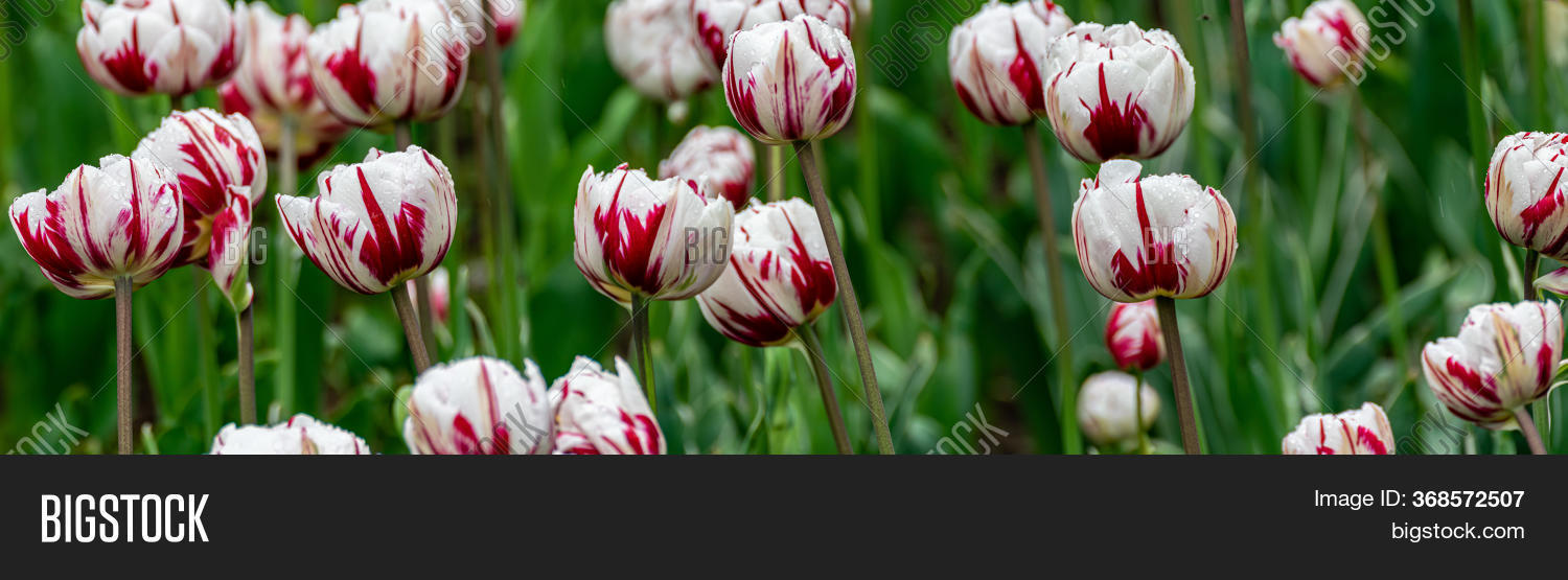 Variegated Tulips Pink Image & Photo (Free Trial) | Bigstock