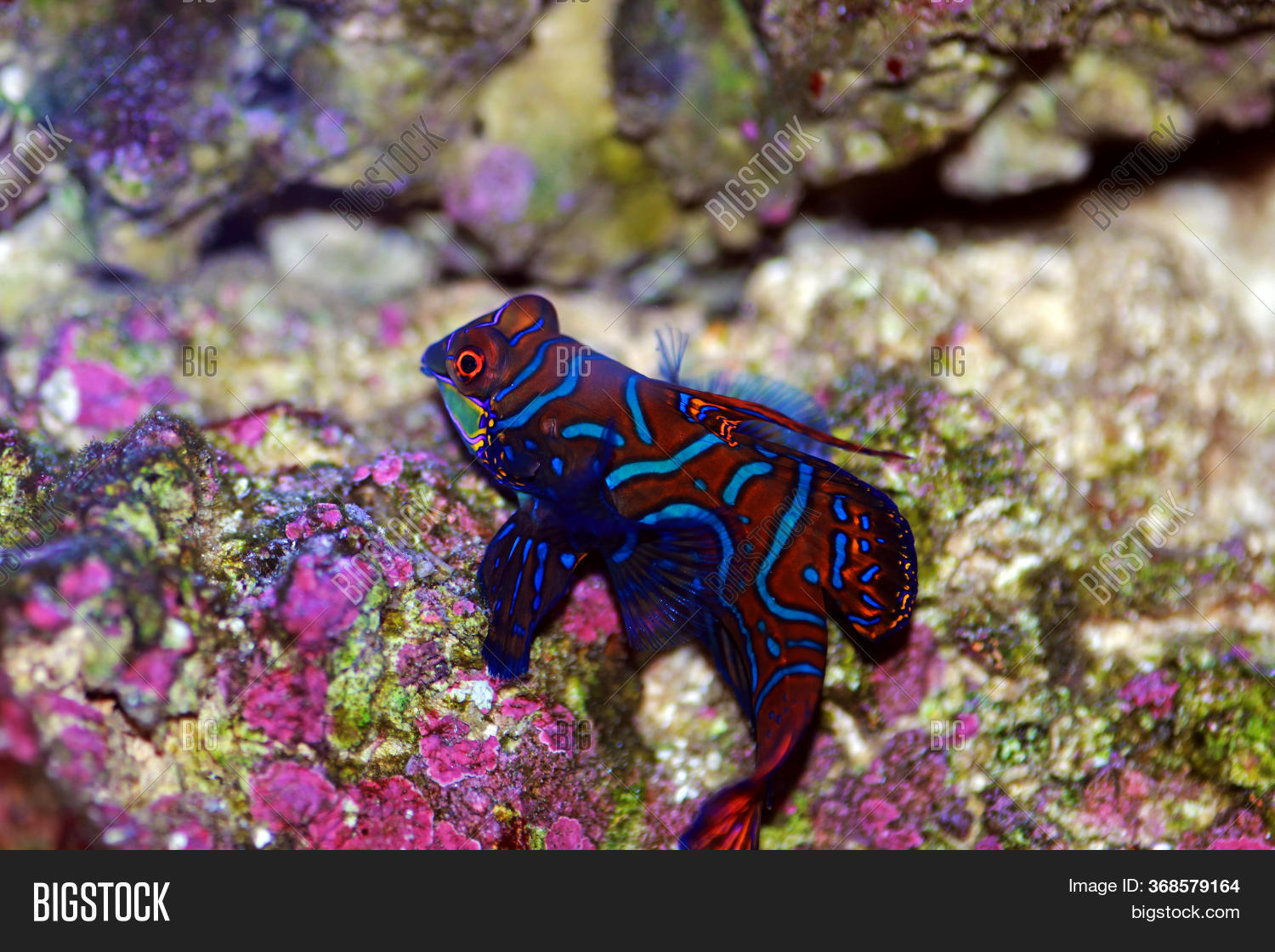 Synchiropus Splendidus Image & Photo (Free Trial) | Bigstock