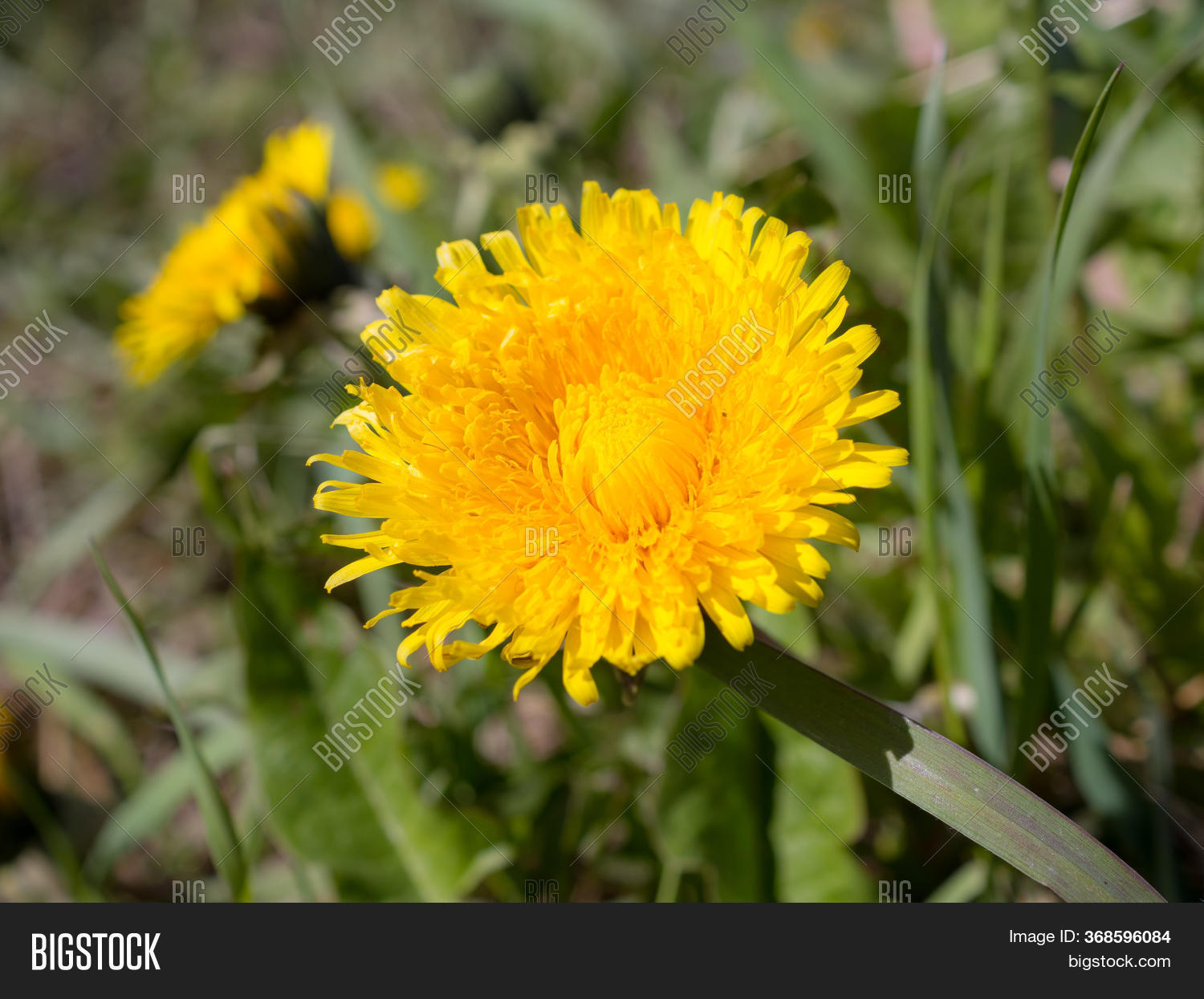 Yellow Dandelions Image & Photo (Free Trial) | Bigstock