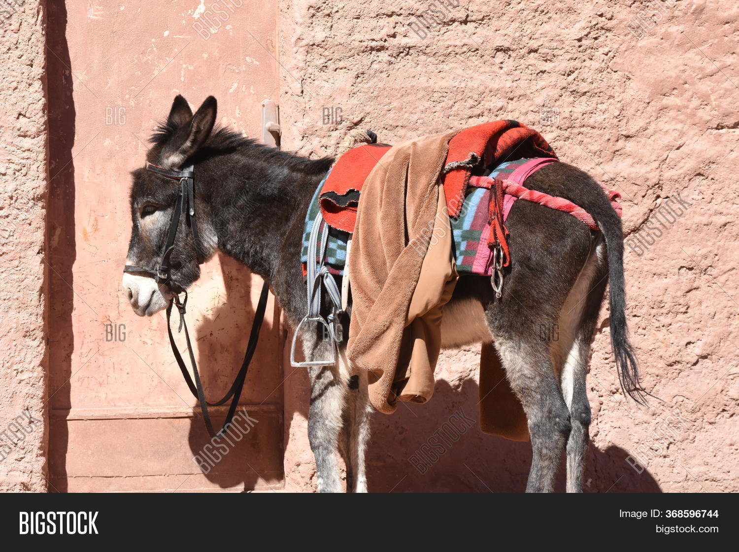 Donkeys Working Image & Photo (Free Trial) | Bigstock