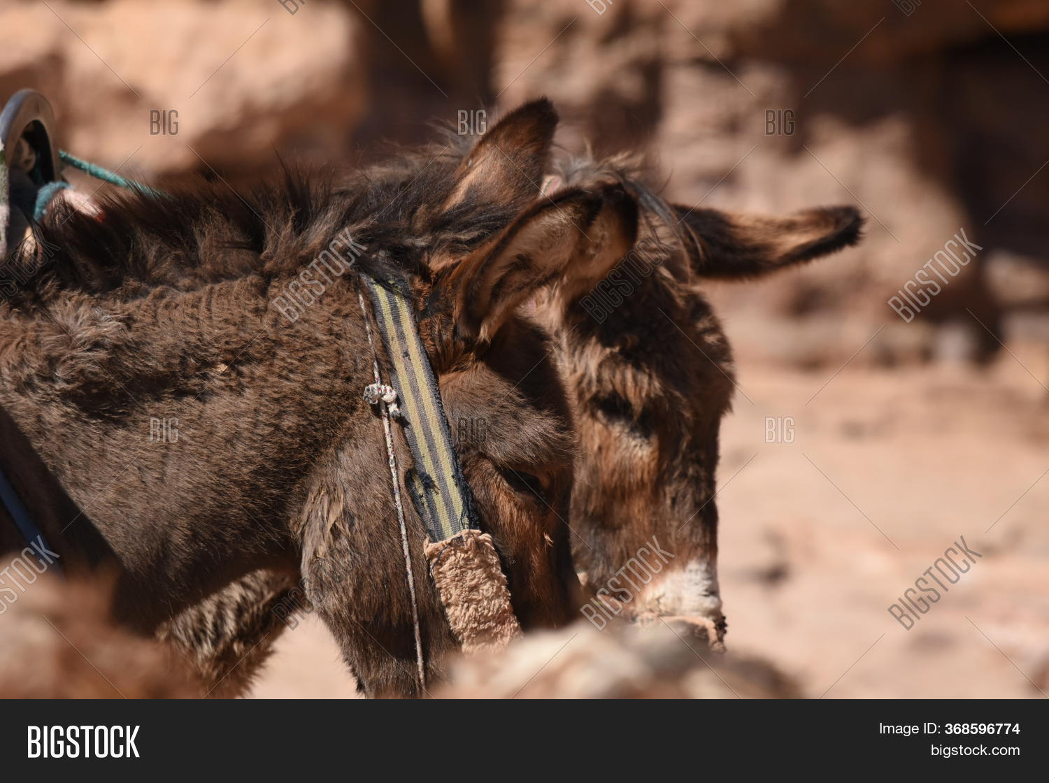 Donkeys Working Image & Photo (Free Trial) | Bigstock