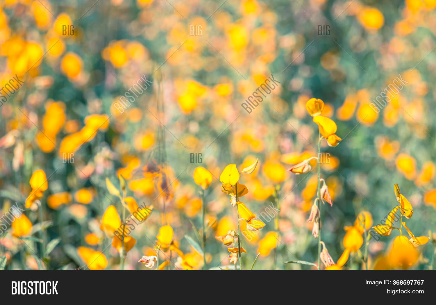 Sunn Hemp Garden Image & Photo (Free Trial) | Bigstock