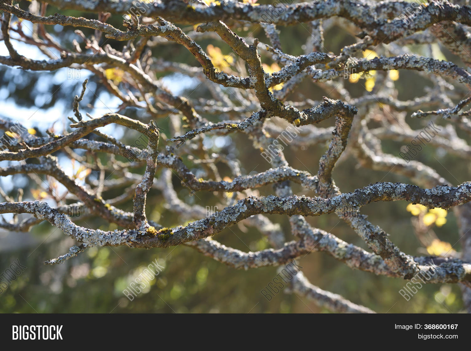 Three Branches Trees Image & Photo (Free Trial) | Bigstock