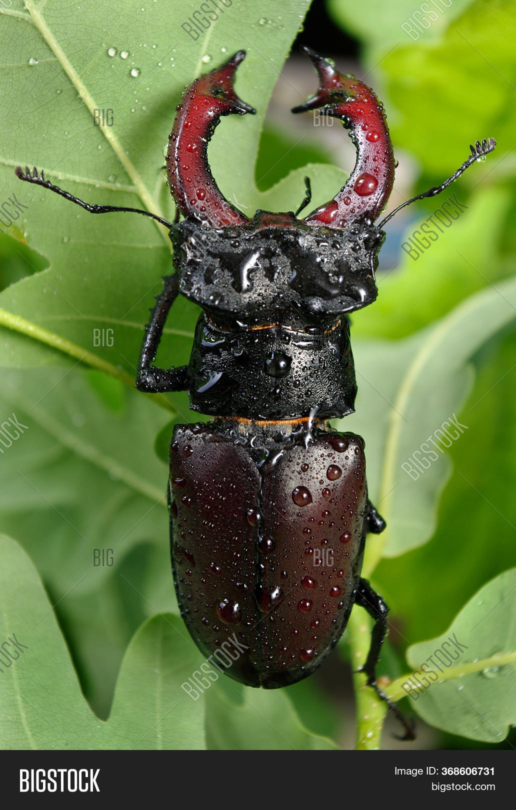 Stag Beetle Oak Forest Image & Photo (Free Trial) | Bigstock