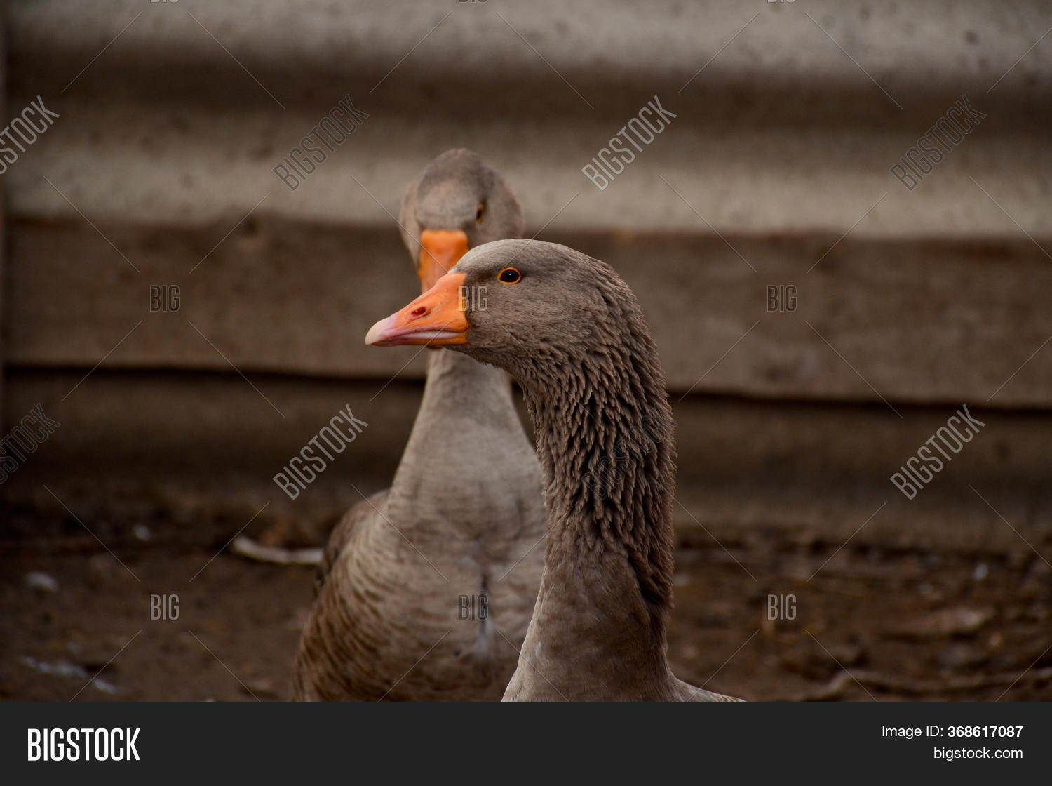 Domestic Gray Geese Image & Photo (Free Trial) | Bigstock