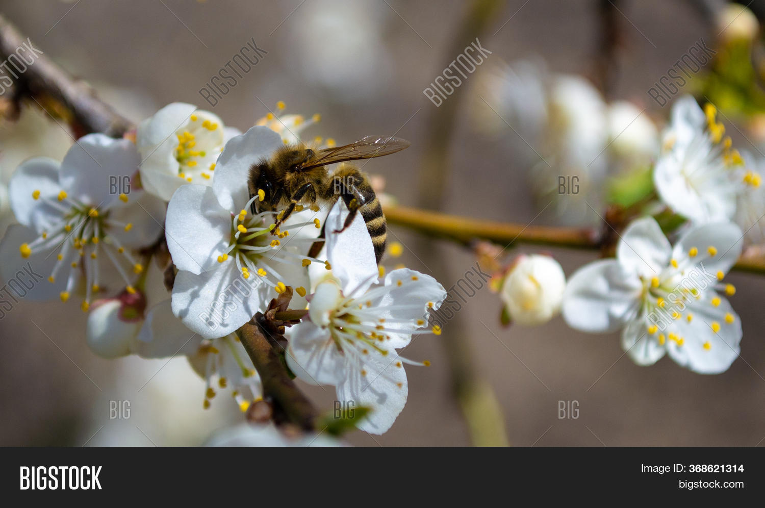 Bee On Flowering Tree Image & Photo (Free Trial) | Bigstock